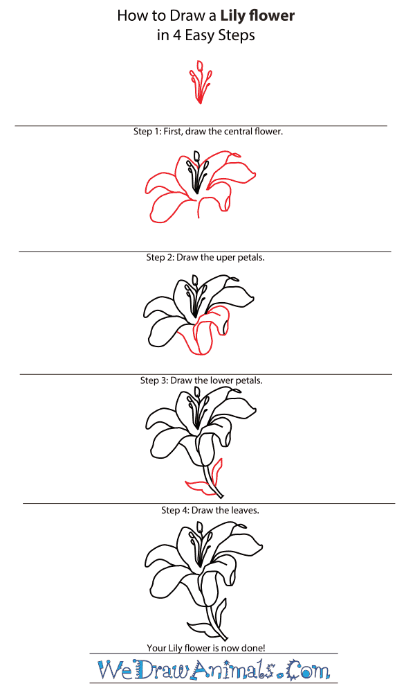 How To Draw A Flower Step By Step Image Guides 