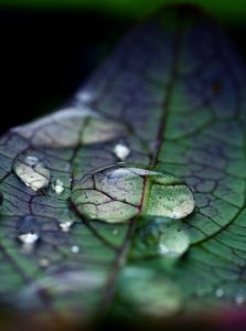 Wonderful And Gorgeous Water Drop Art – Bored Art