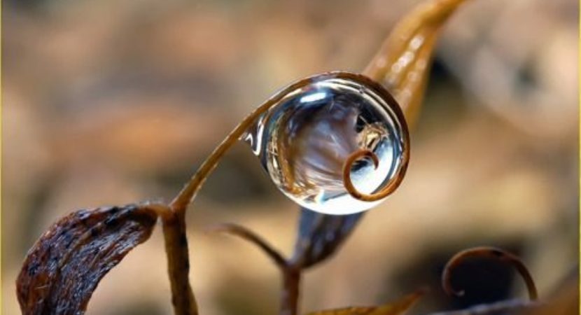 Wonderful And Gorgeous Water Drop Art - Bored Art