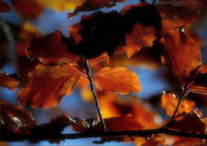 40 Magical Fall Photography Ideas To Try This Year – Bored Art