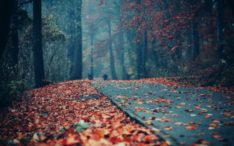 40 Magical Fall Photography Ideas To Try This Year – Bored Art