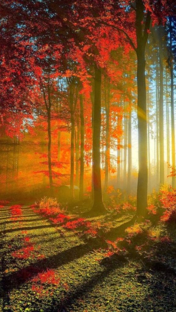 40 Magical Fall Photography Ideas To Try This Year – Bored Art