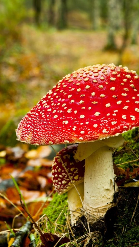 40 Magical Fall Photography Ideas To Try This Year – Bored Art