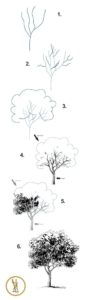 How To Draw A Tree (Step By Step Image Guides)