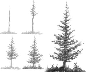 How To Draw A Tree (Step By Step Image Guides)