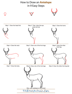 How To Draw Easy Animals Step By Step Image Guide