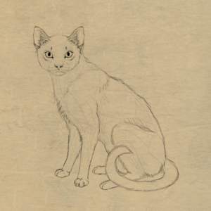 40 Simple Cat drawing Examples anyone Can Try