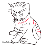 40 Simple Cat drawing Examples anyone Can Try