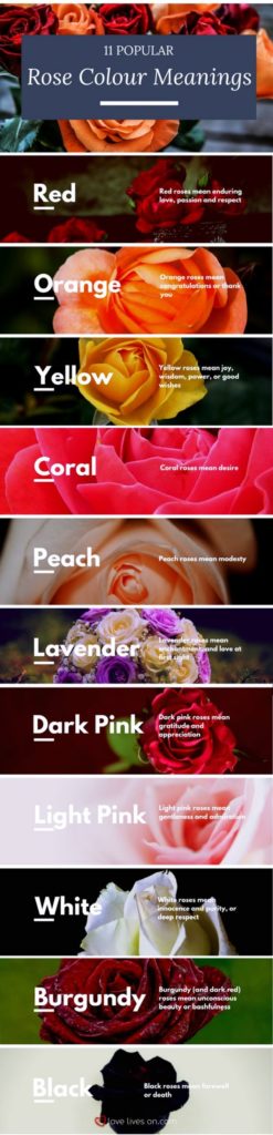 The Real Meaning Of The Different Rose Colors