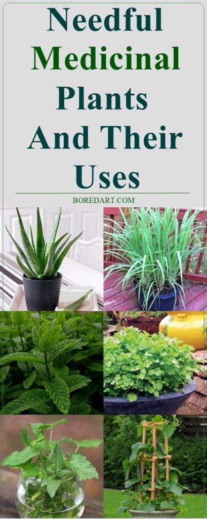 10 Needful Medicinal Plants And Their Uses Bored Art