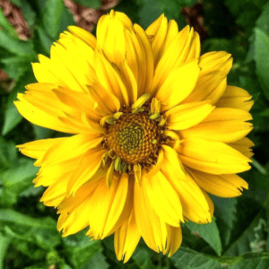 A List of The Most Beautiful Yellow Flowers – Bored Art